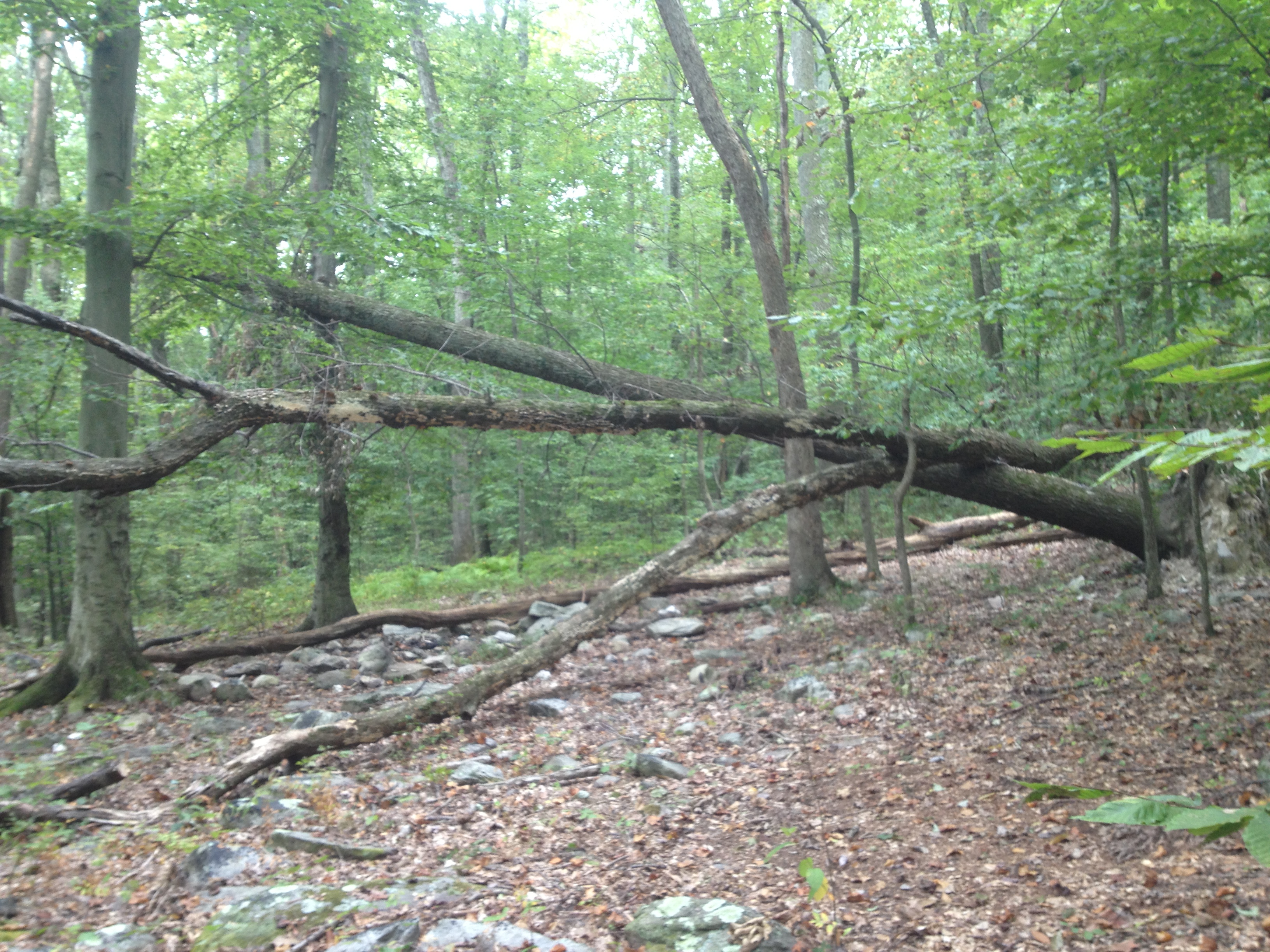 The Secret Life of Trees (or if a tree falls in the forest is it ...