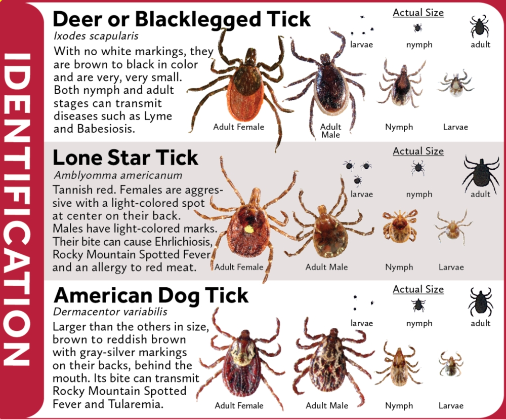 How Not To Mistake Lyme For Coronavirus The Trek