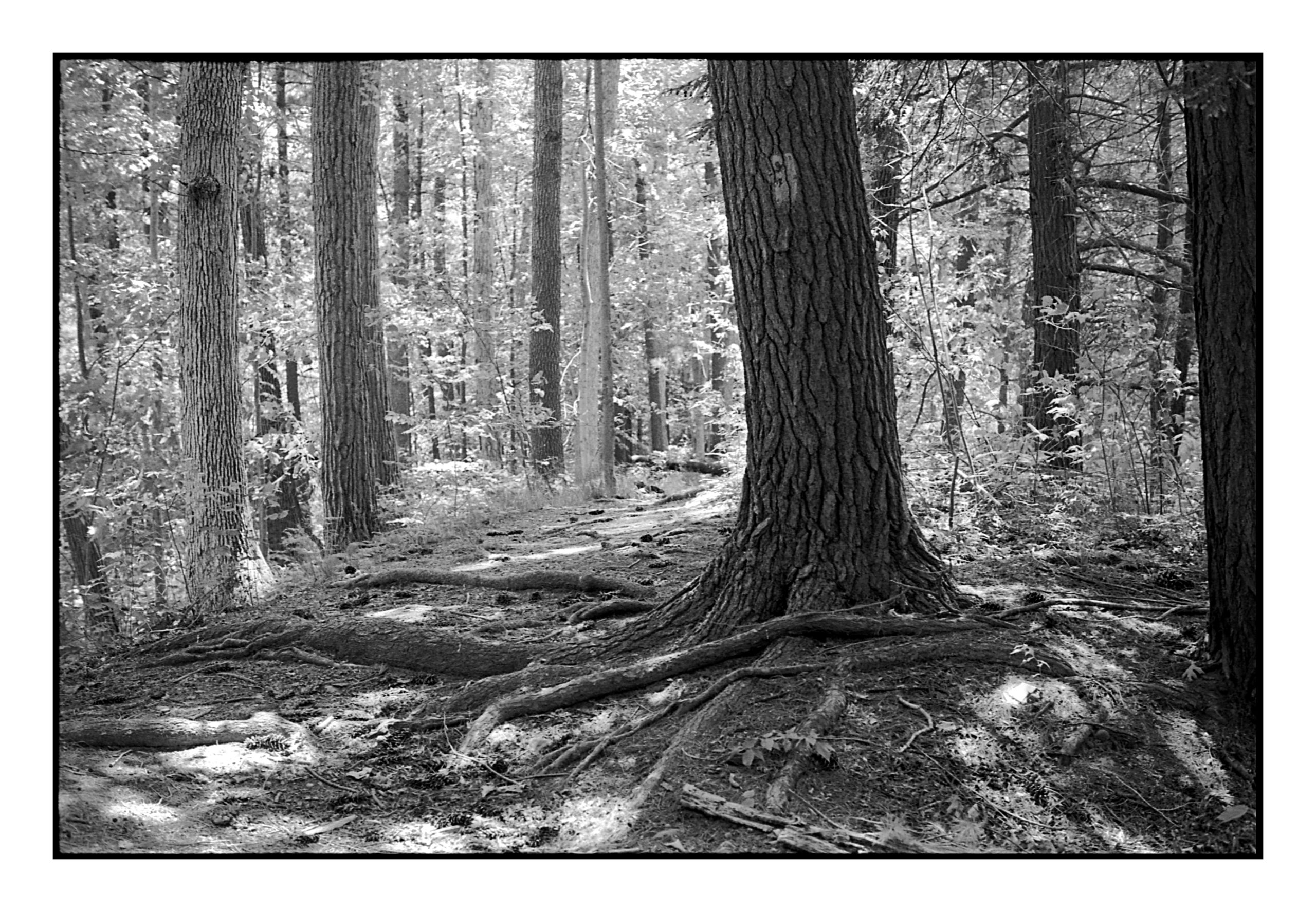 Introducing Pearwood on the AT - The Trek