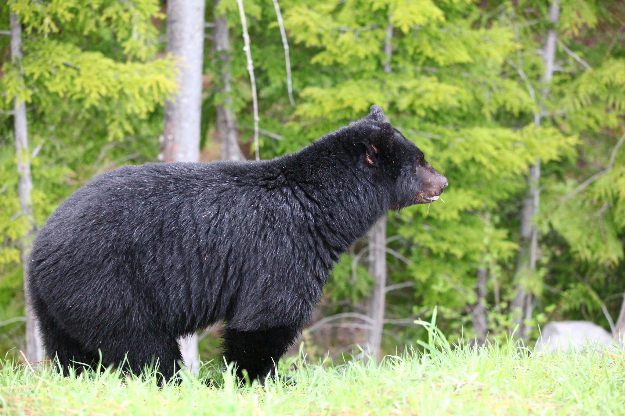 Mt. Baker-Snoqualmie National Forest Issues Bear-Resistant Food Storage ...