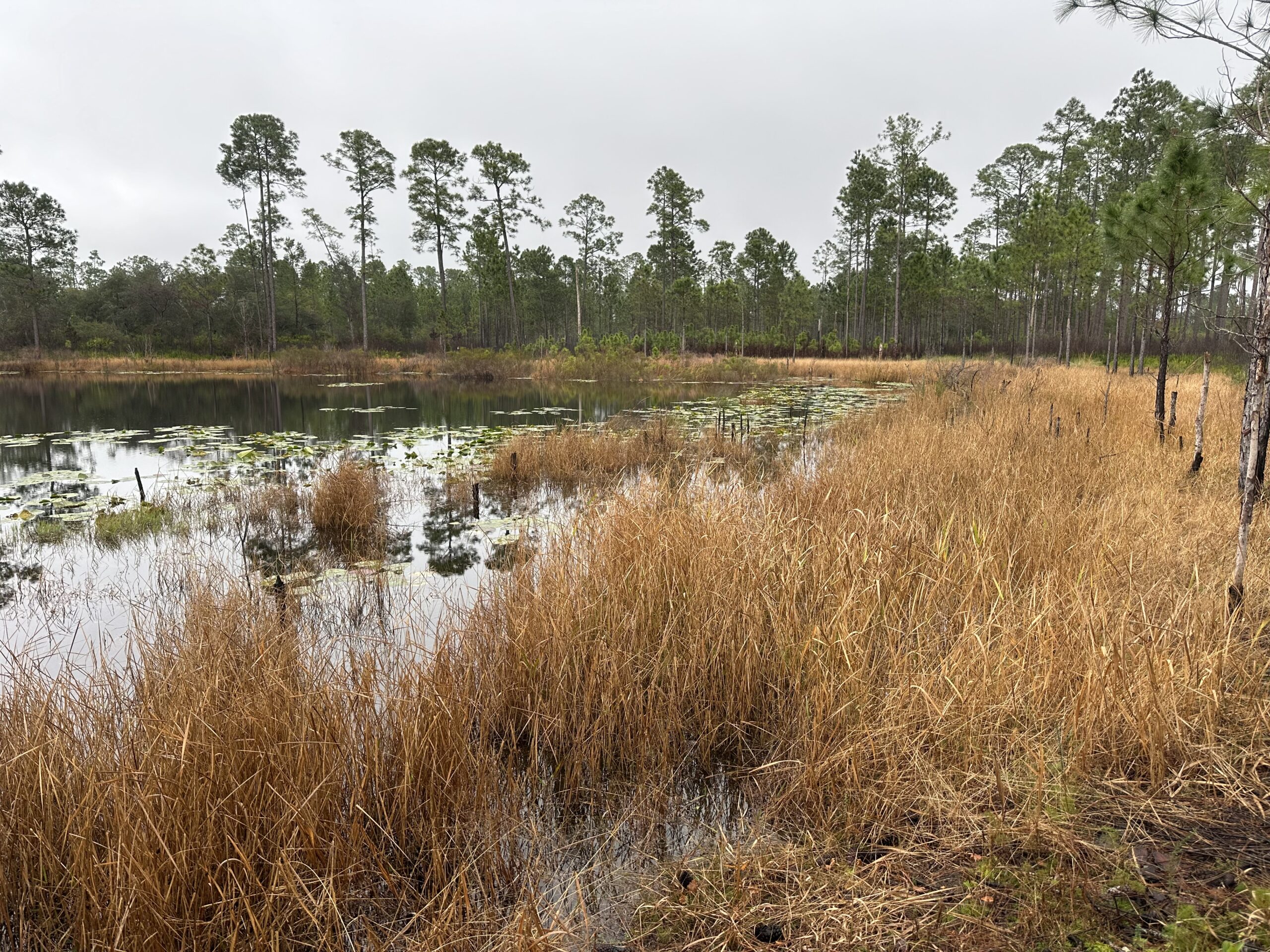 The Many Personalities of Florida’s Ocala National Forest - The Trek