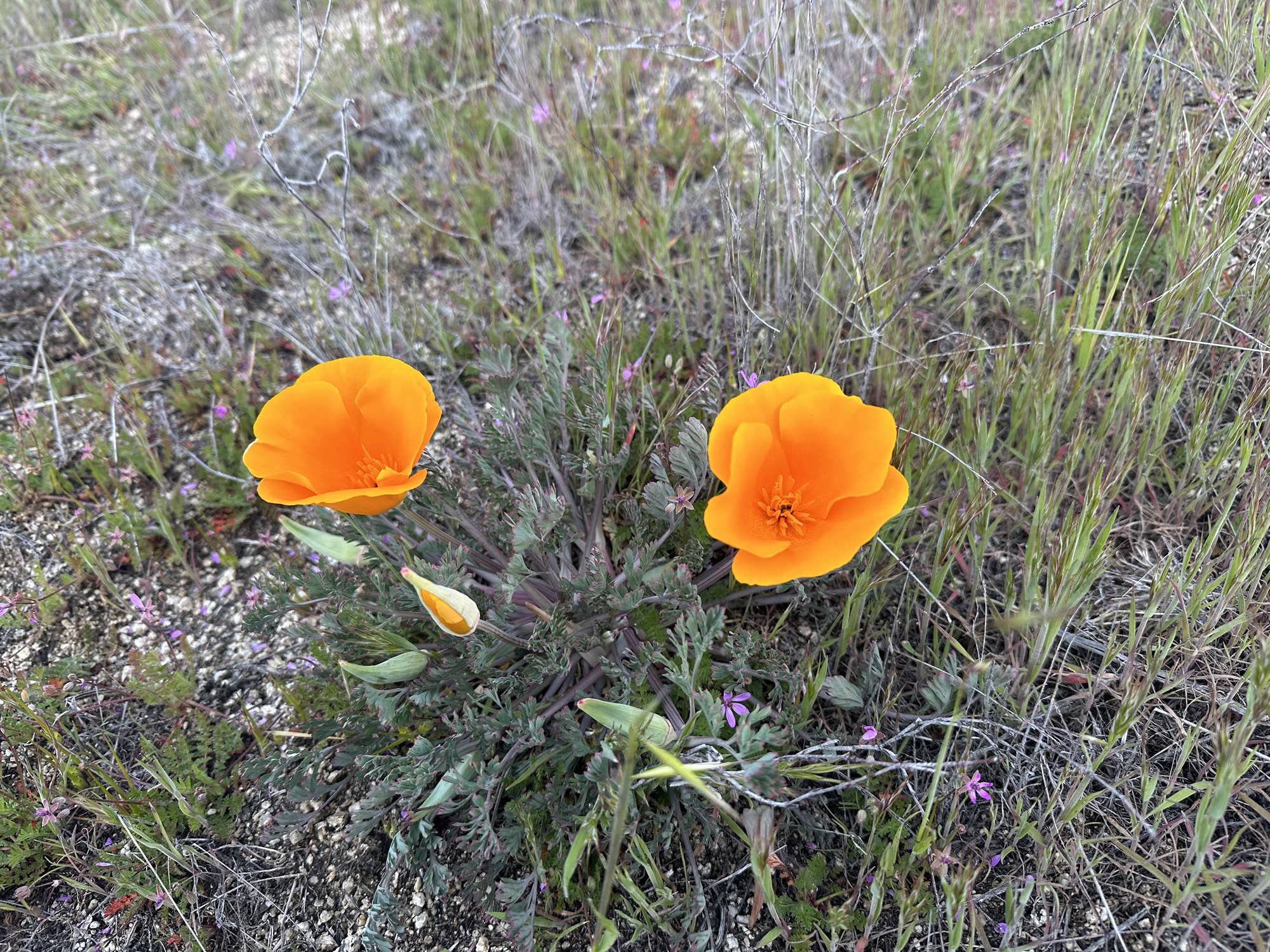 Days 12 & 13: Miles 96.5 - 114.8 (Ranchita, CA) - The Trek
