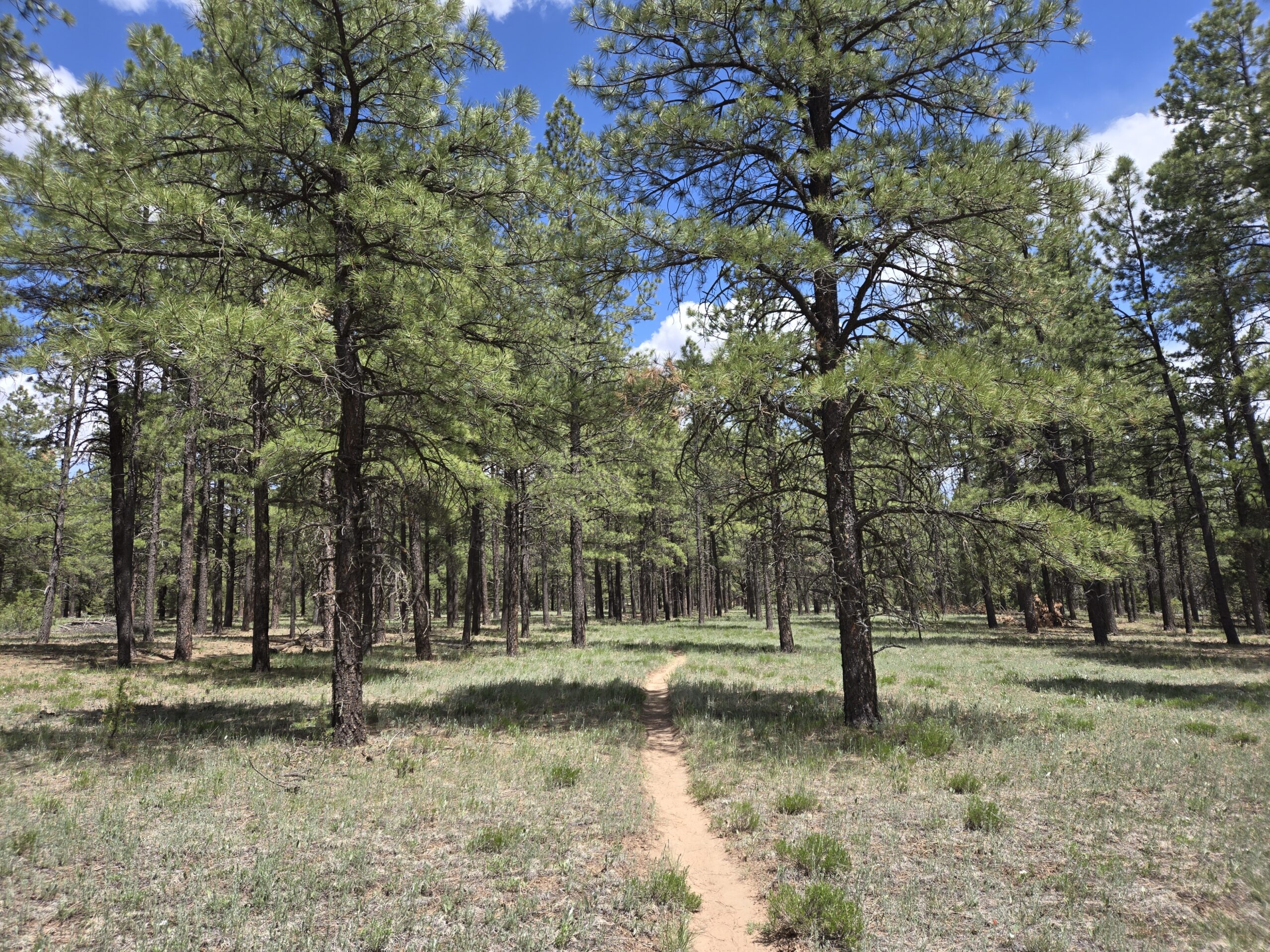 CDT Part 5: Cuba to Chama, Where Cacti Turns to Snow - The Trek