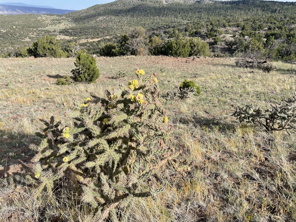 New Mexico Recap & Top Fives + CDT Days 44-51 - The Trek