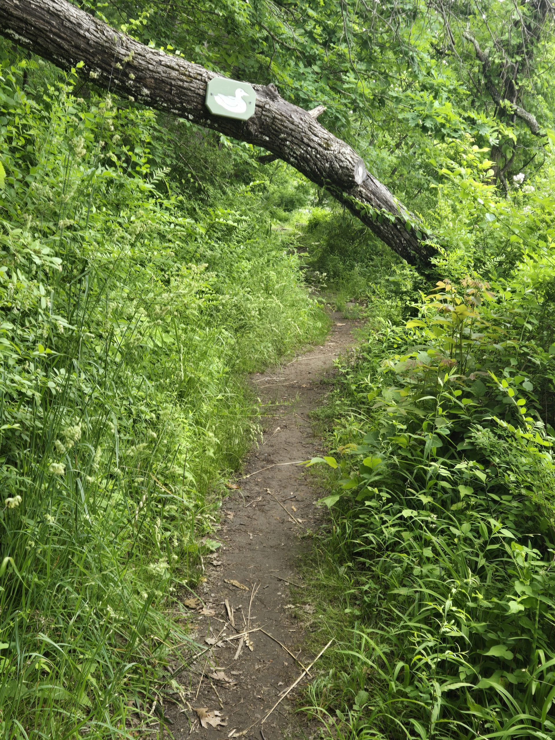 Appalachian Trail Days 36-40: Through Connecticut - The Trek