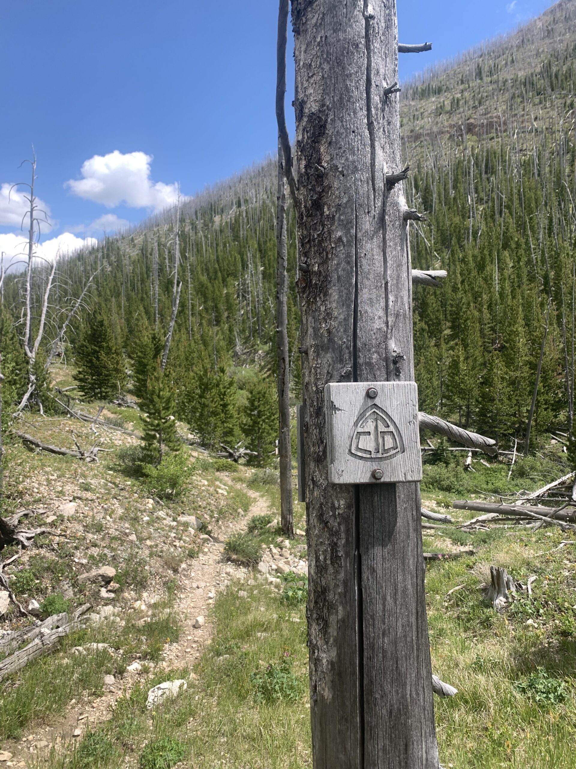Bears, Mountain Lions, and Moose on Trail - The Trek