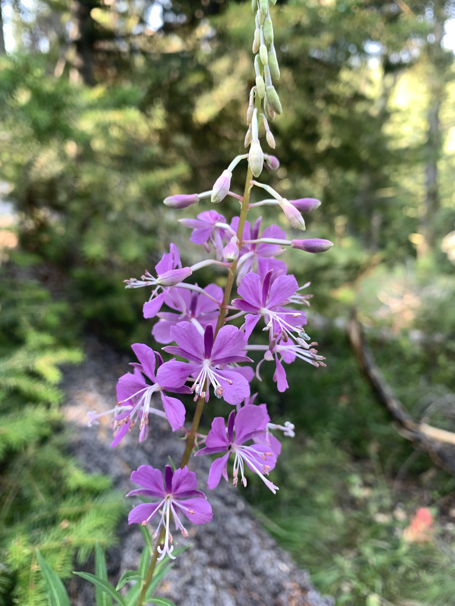 Gold Prospectors Give Good Trail Magic - The Trek