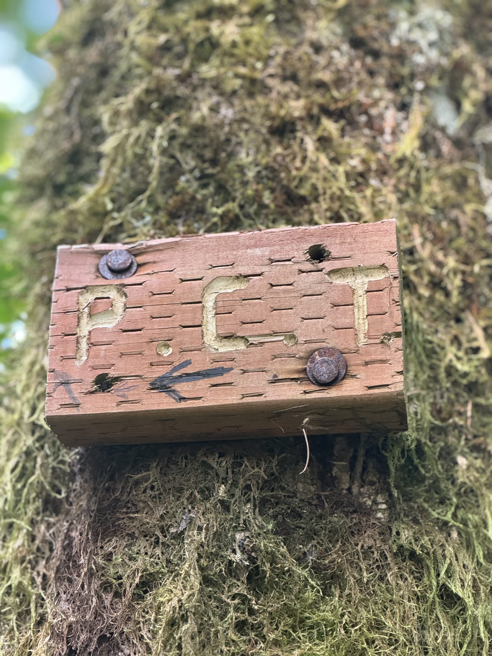 Part 2: PCT Questions, Predictions, and Reflections!! - The Trek