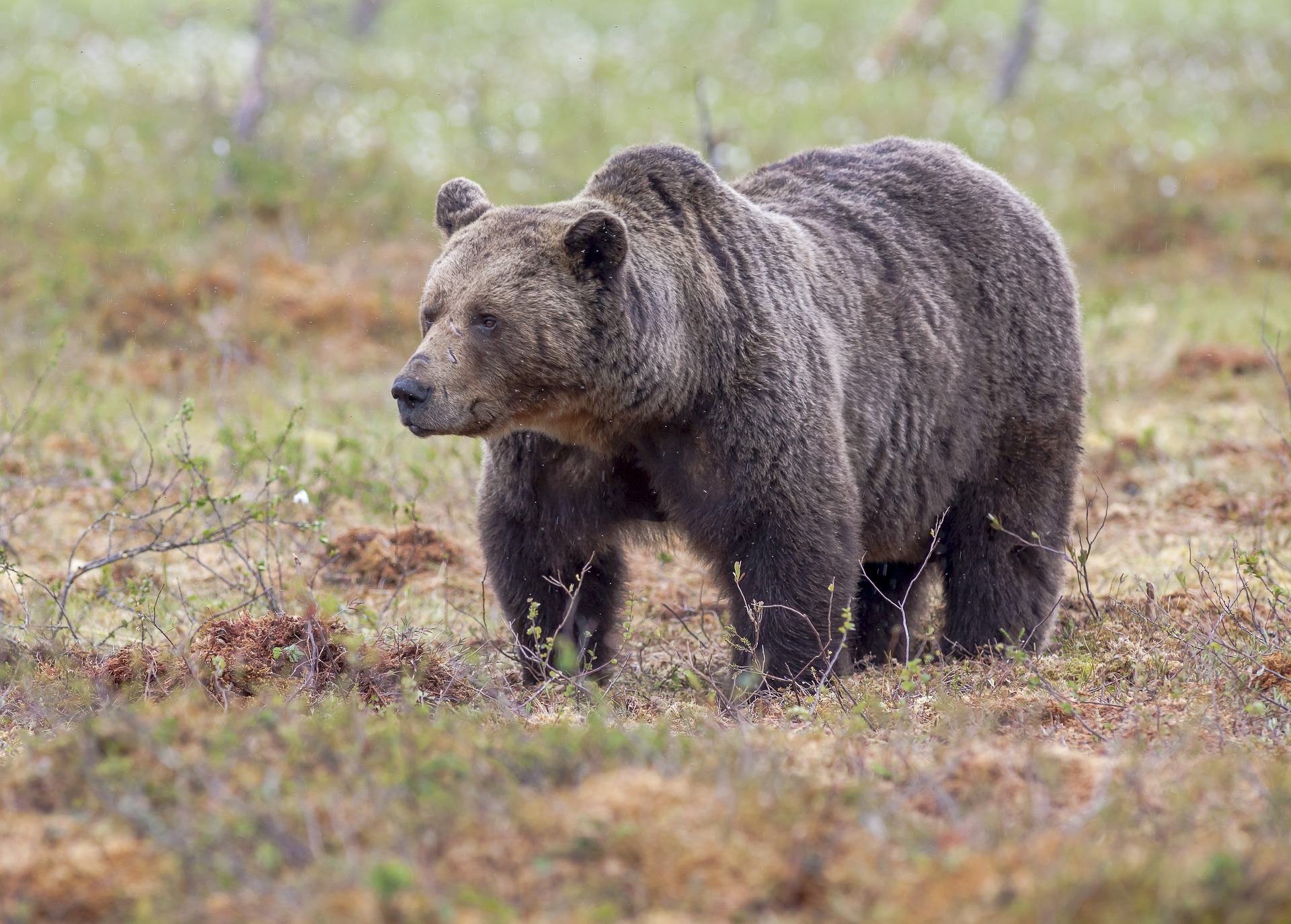 Man Survives Brown Bear Attack in Alaska - The Trek