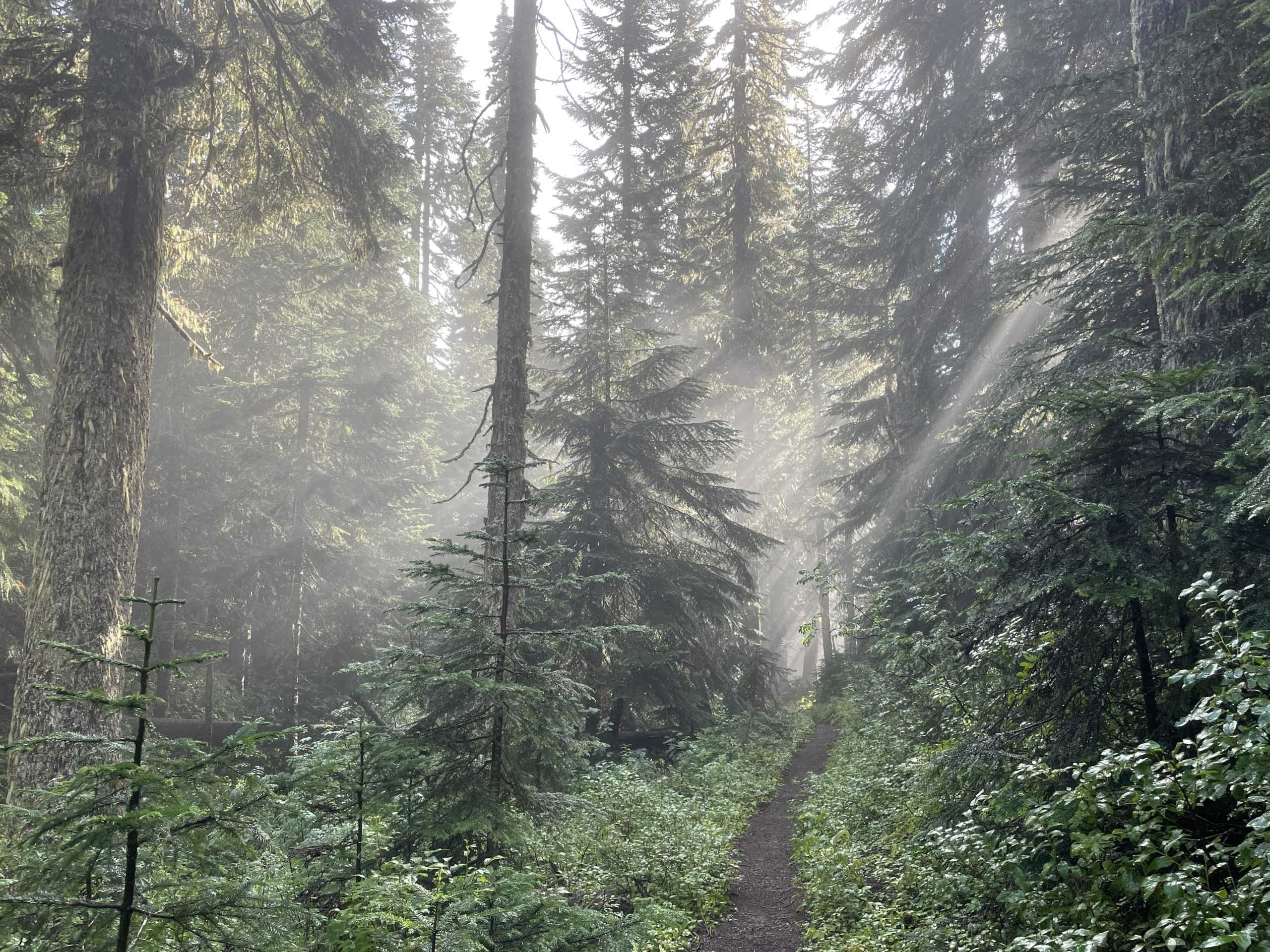 The Wet of Washington: Fungus and Fog ‘till Snoqualmie Pass - The Trek