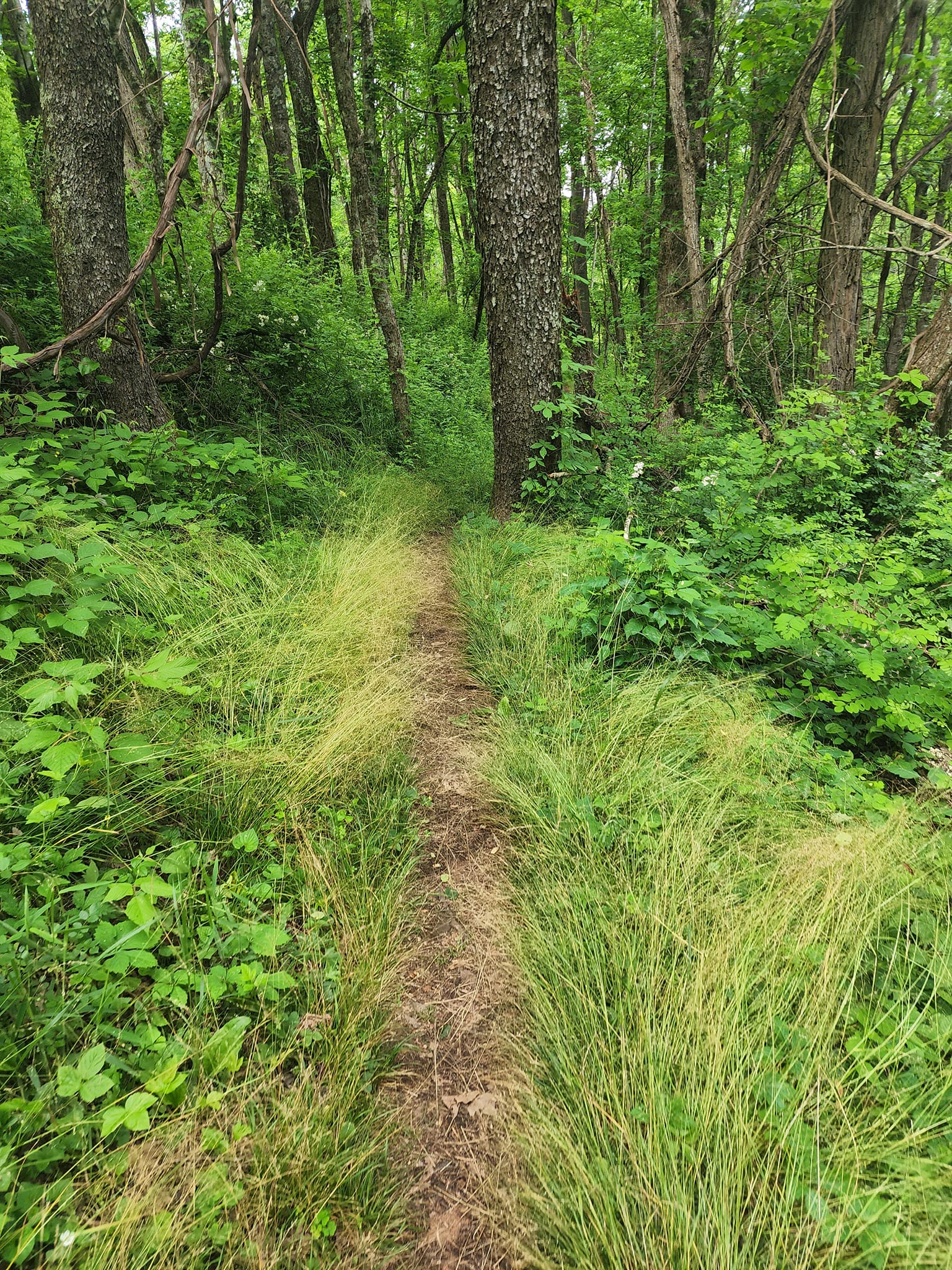 May 25 - The Tramily Reappears, Trail Magic, and, of course, more ...