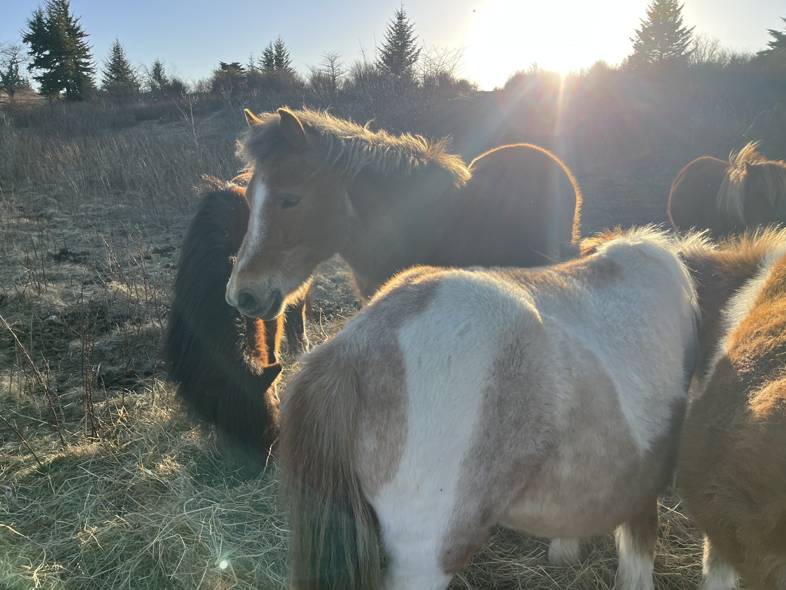 Wild Ponies and Big Mile Pushes - The Trek