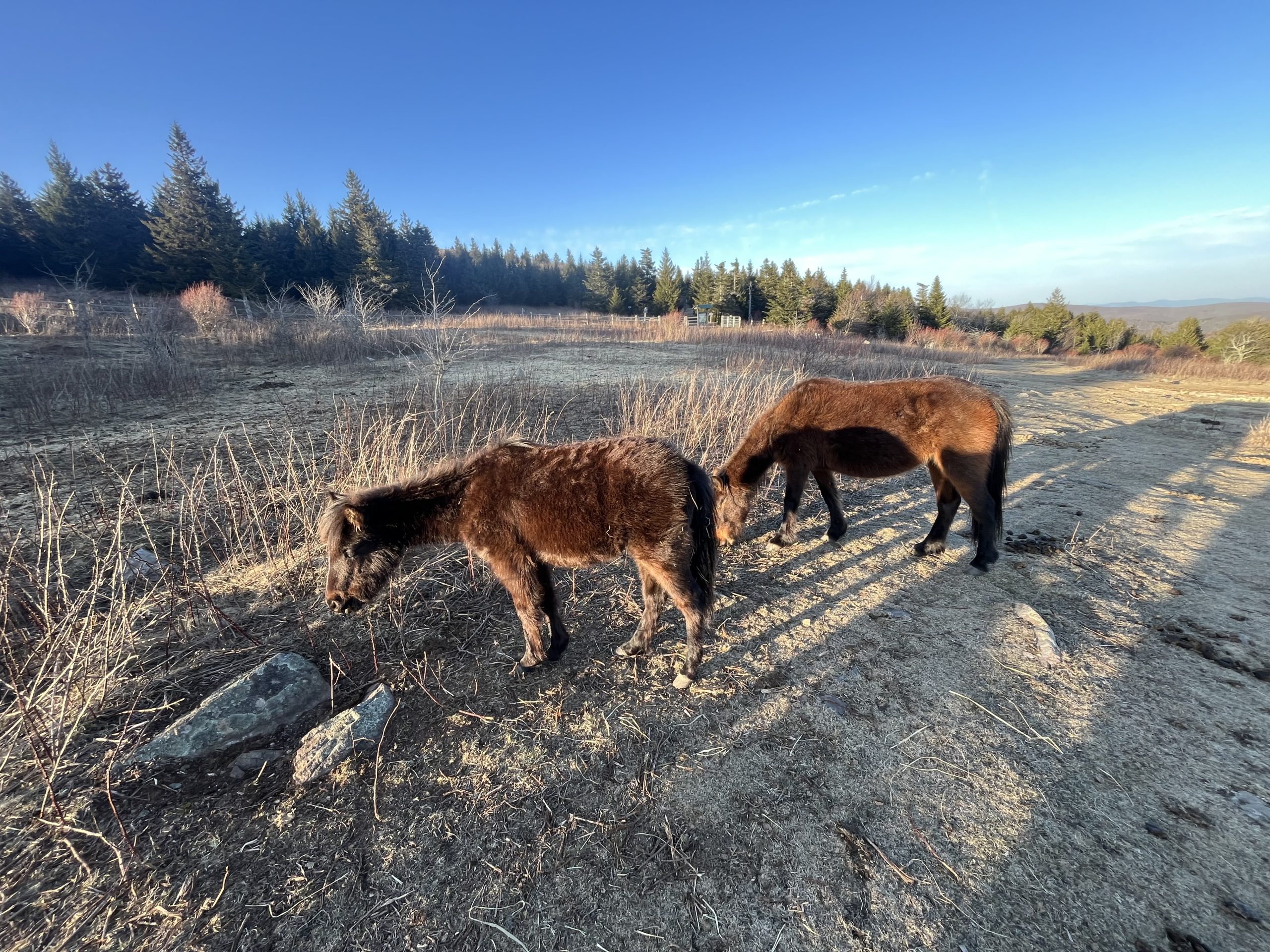 Wild Ponies and Big Mile Pushes - The Trek