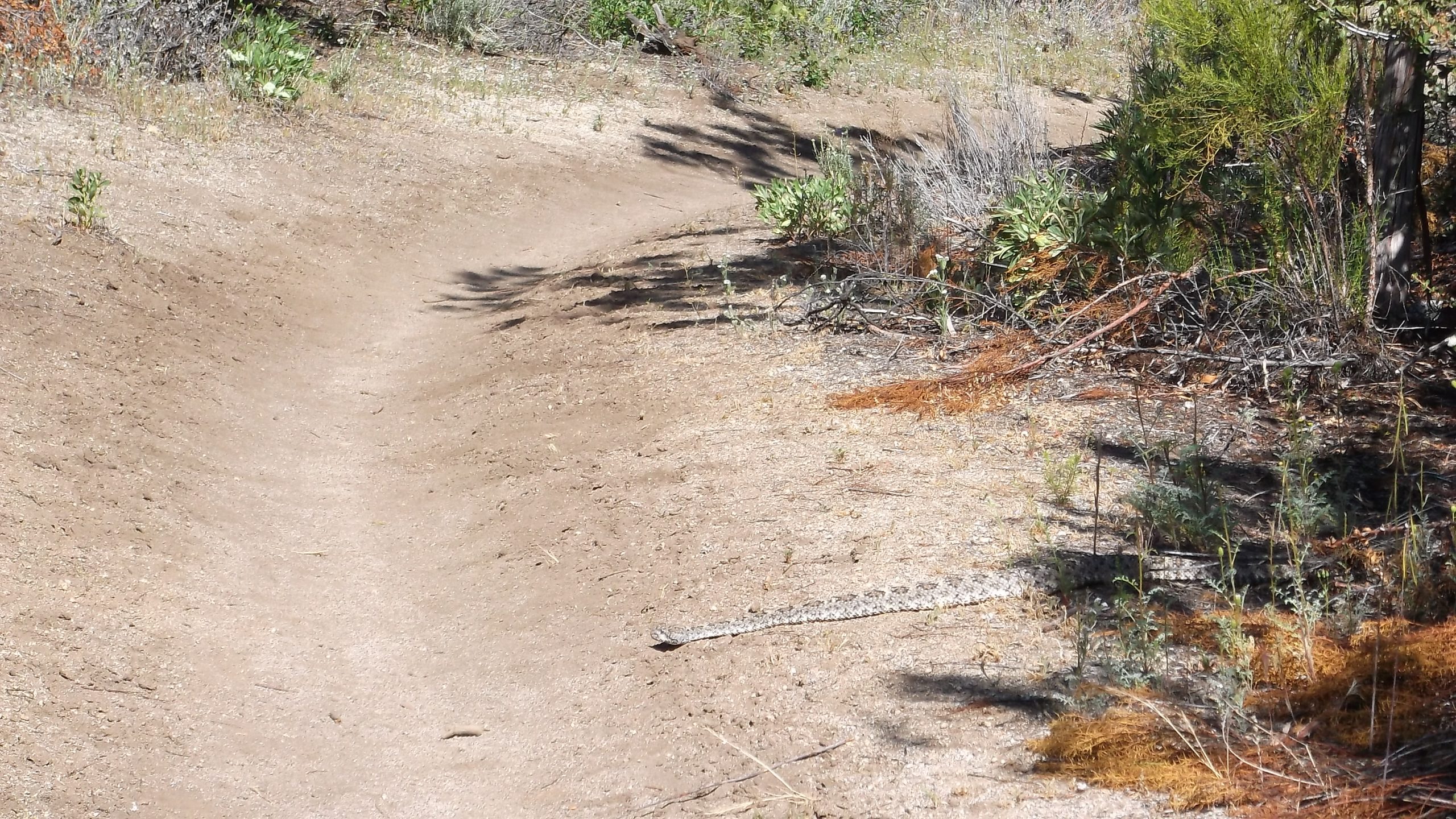 Which Summons the First Sally, and the Errant Thru-Hiker Who Once ...