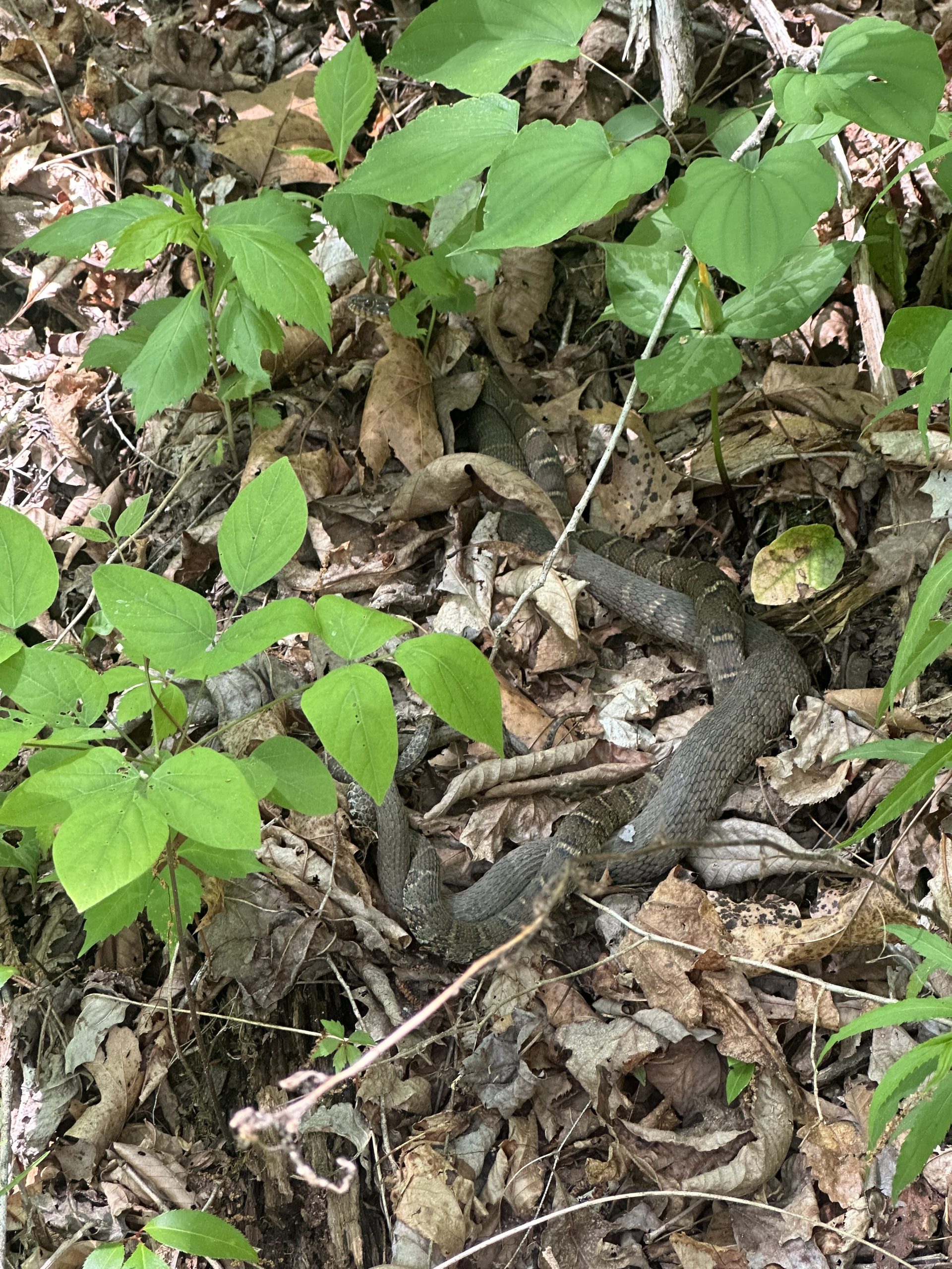 BMT Day 12: I walked in on snakes doing it - The Trek