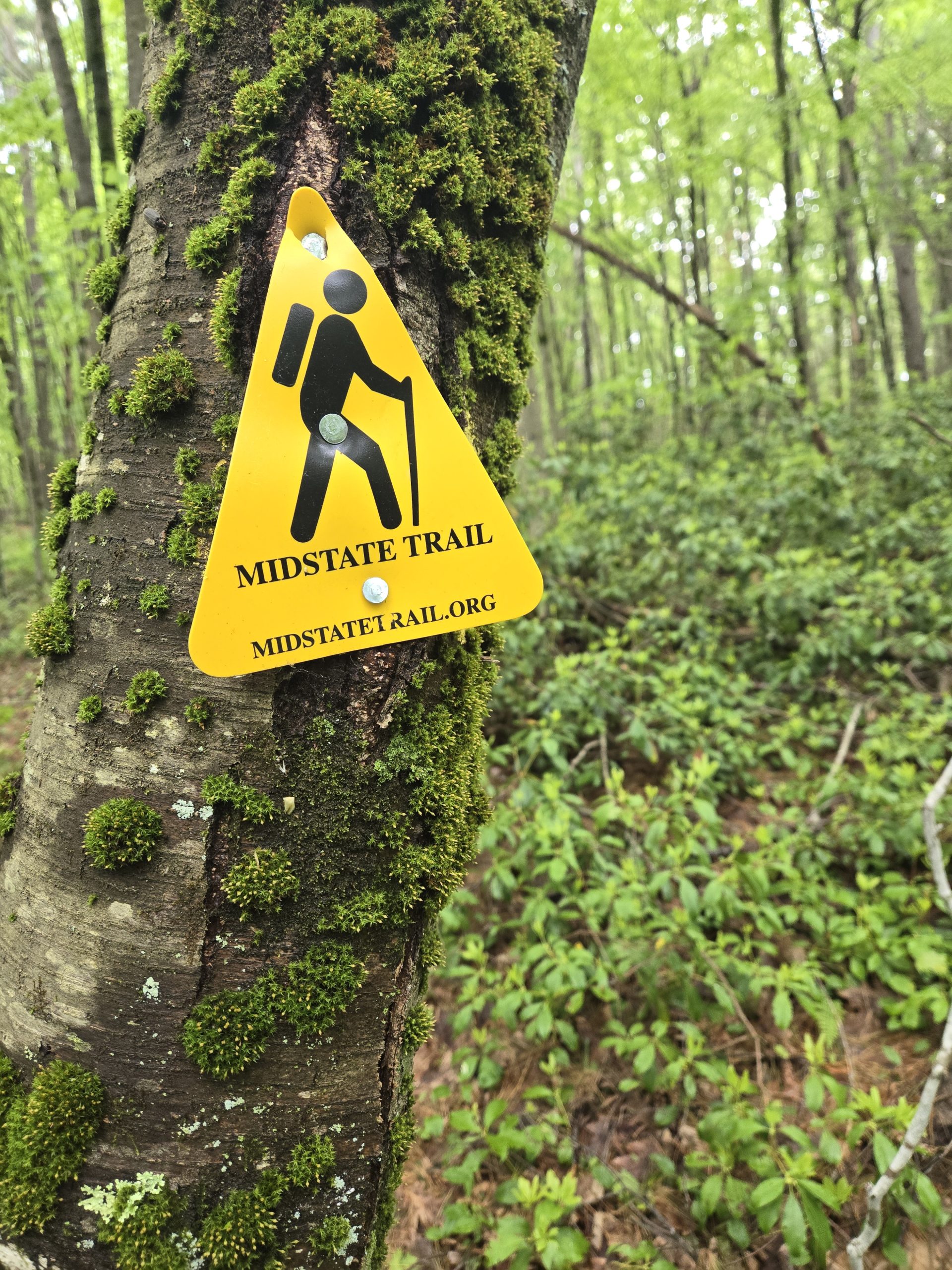 Thru-Hiking the Midstate Trail: Mud, Miles & A Little Tom Petty Wisdom ...