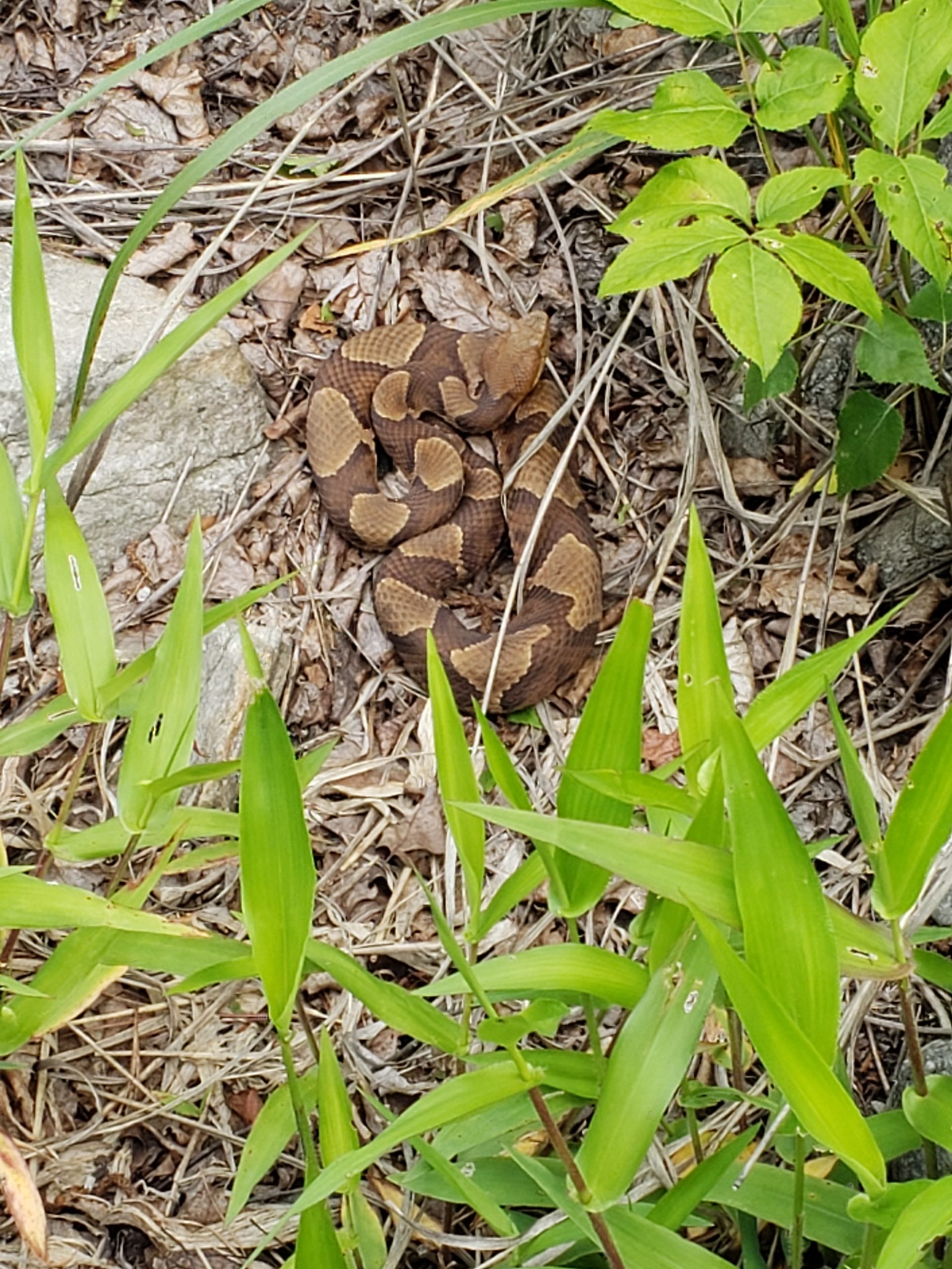 Northern PA: Rocks, Snakes, and a Goat - The Trek