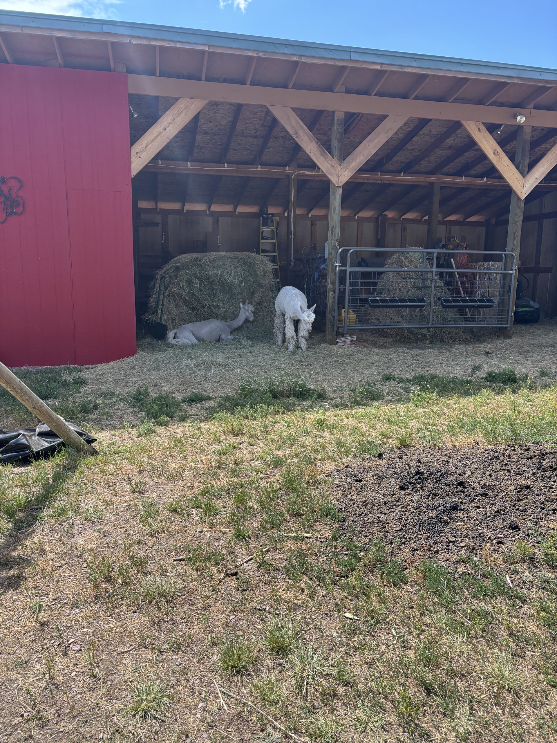 Alpaca Farm - The Trek