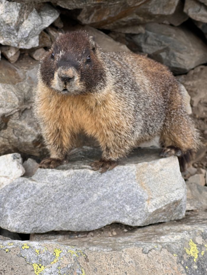 The Marmots call in reinforcements! - The Trek