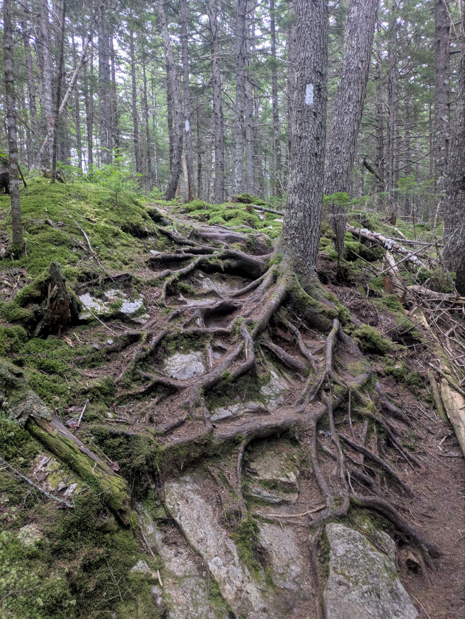 Numerous Numerical Milestones (ECT Day 200) - The Trek