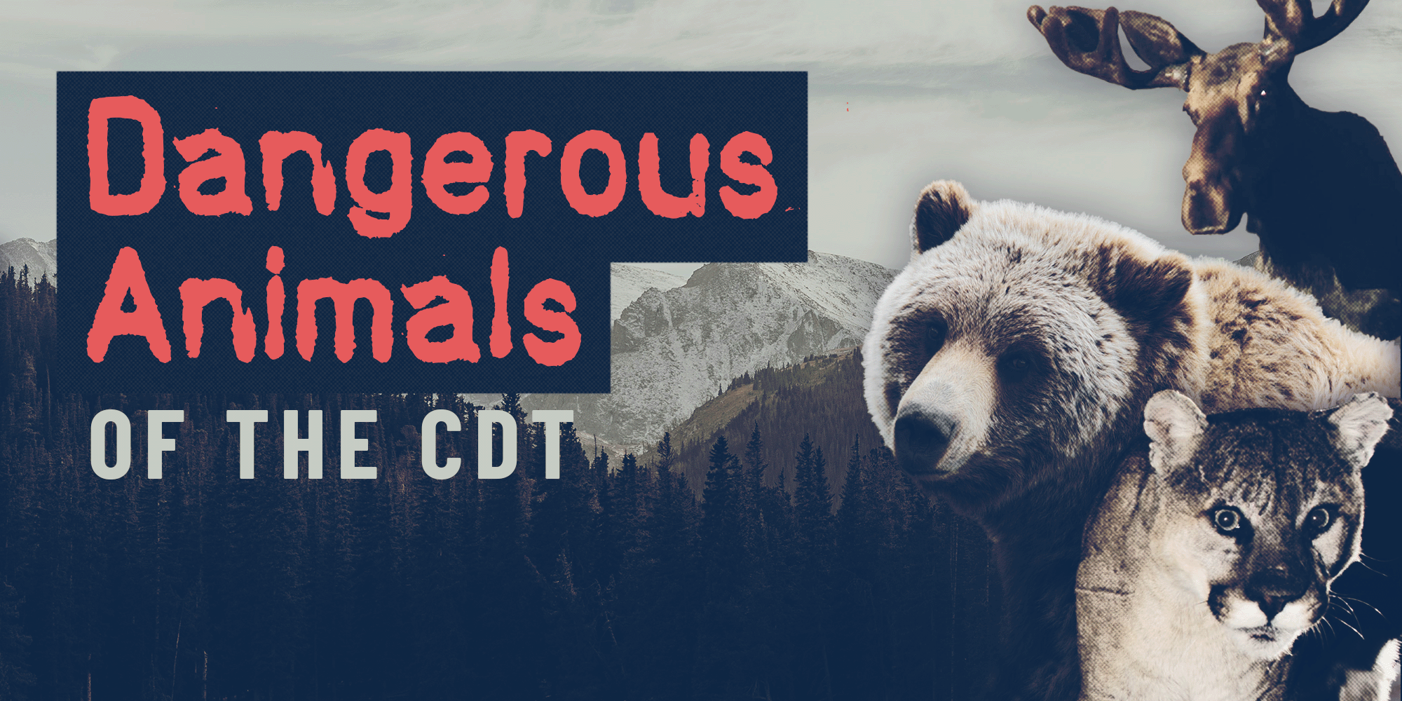 The Most Dangerous Animals on the CDT - The Trek