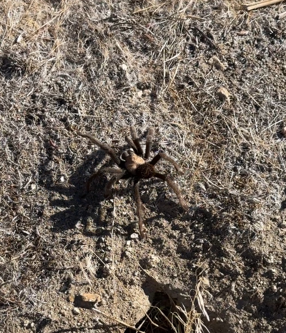 Tarantula! - The Trek