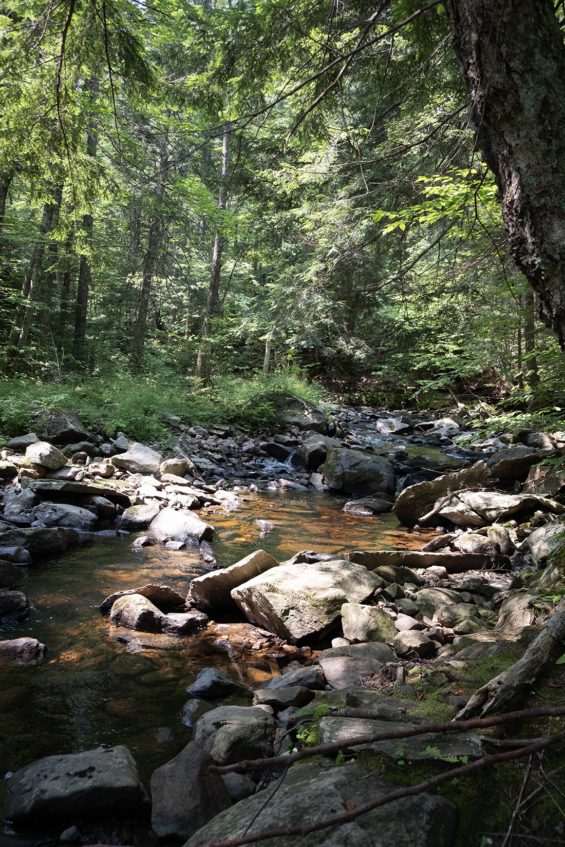 Long Trail Log #2: A Walk Into the Unknown - The Trek