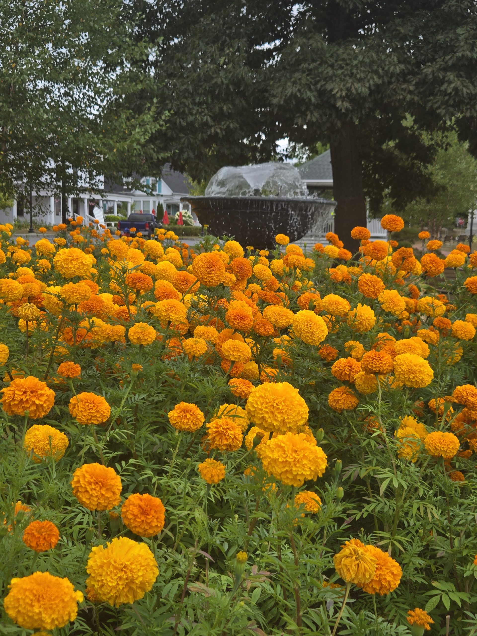 Marigolds and Mushrooms - Long Trail Day Eleven - The Trek