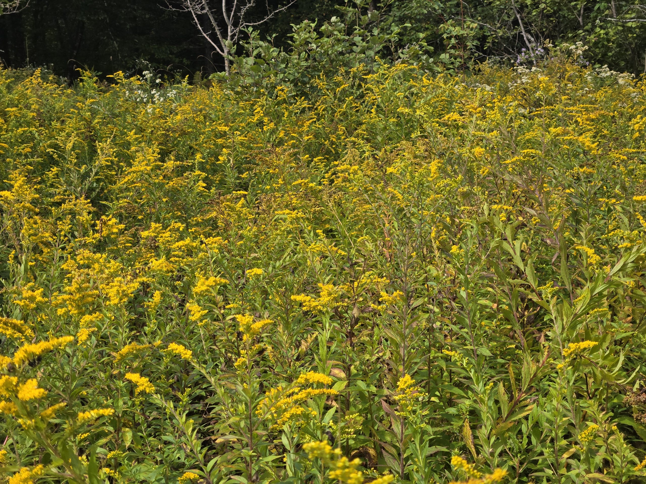 Joining a Tramily - Long Trail Day Twenty-Three - The Trek