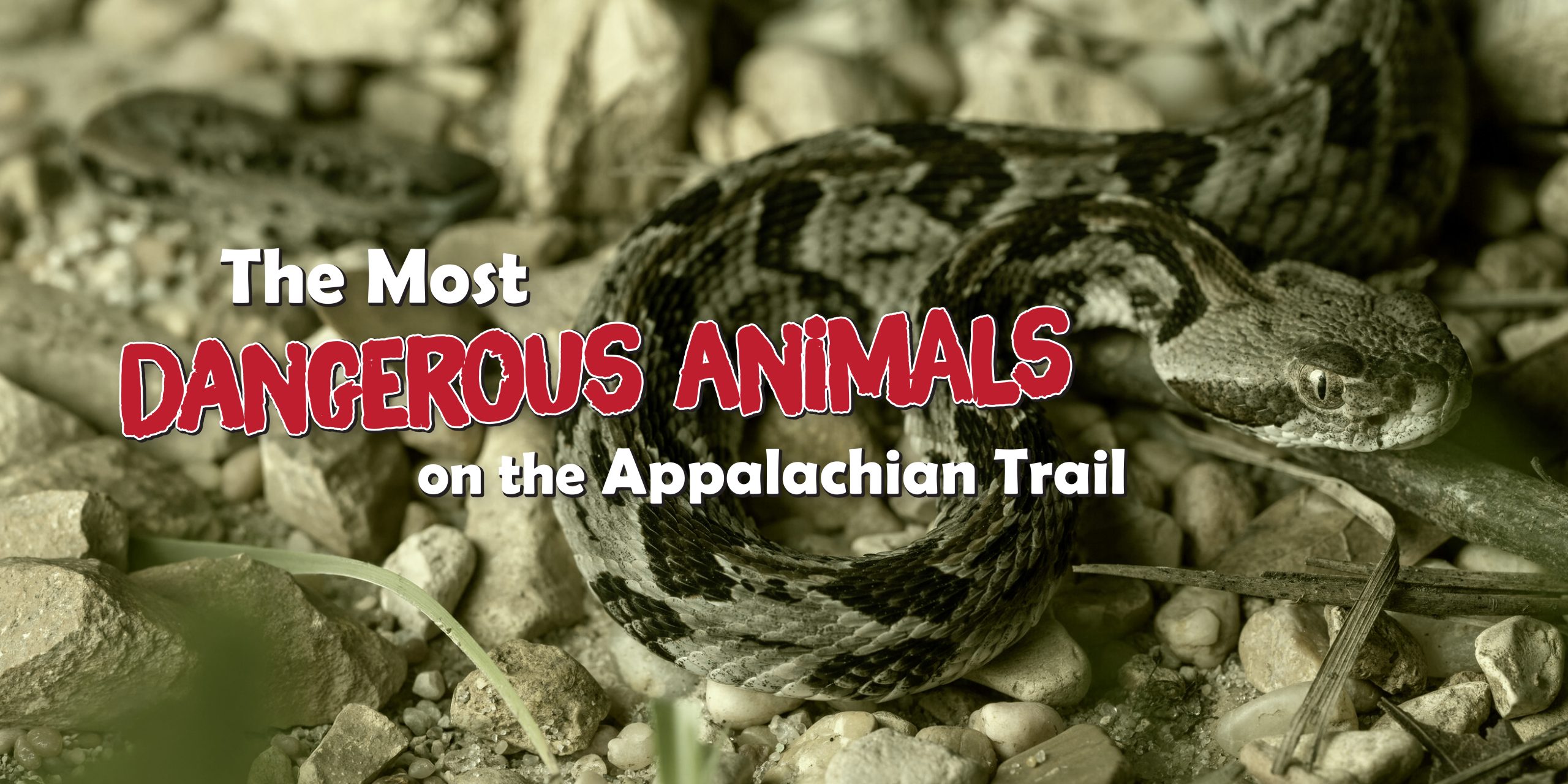 The 11 Most Dangerous Animals on the Appalachian Trail - The Trek