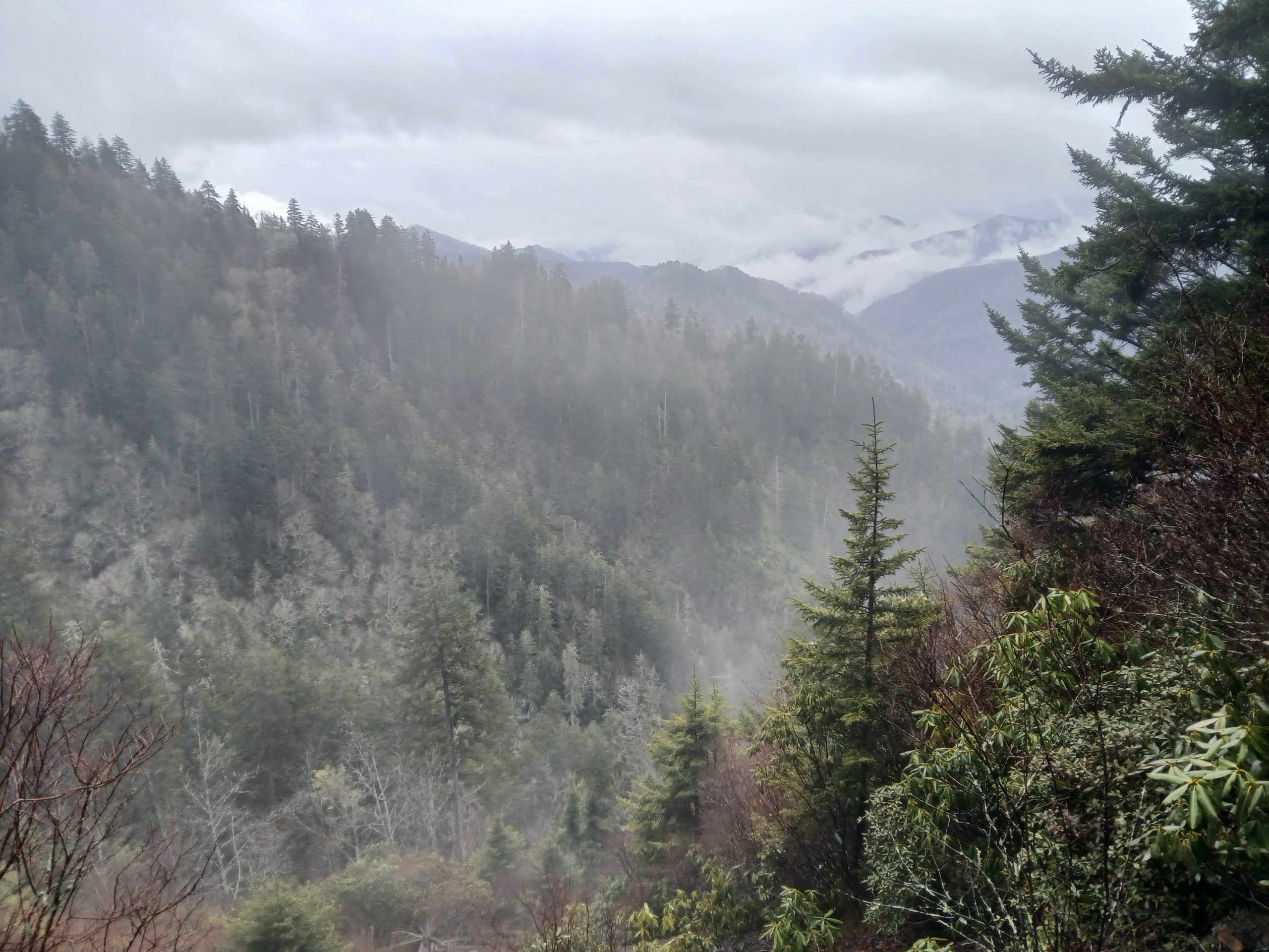 Fog and Moss - Fox's AT Thru Hike - Day 19 - The Trek