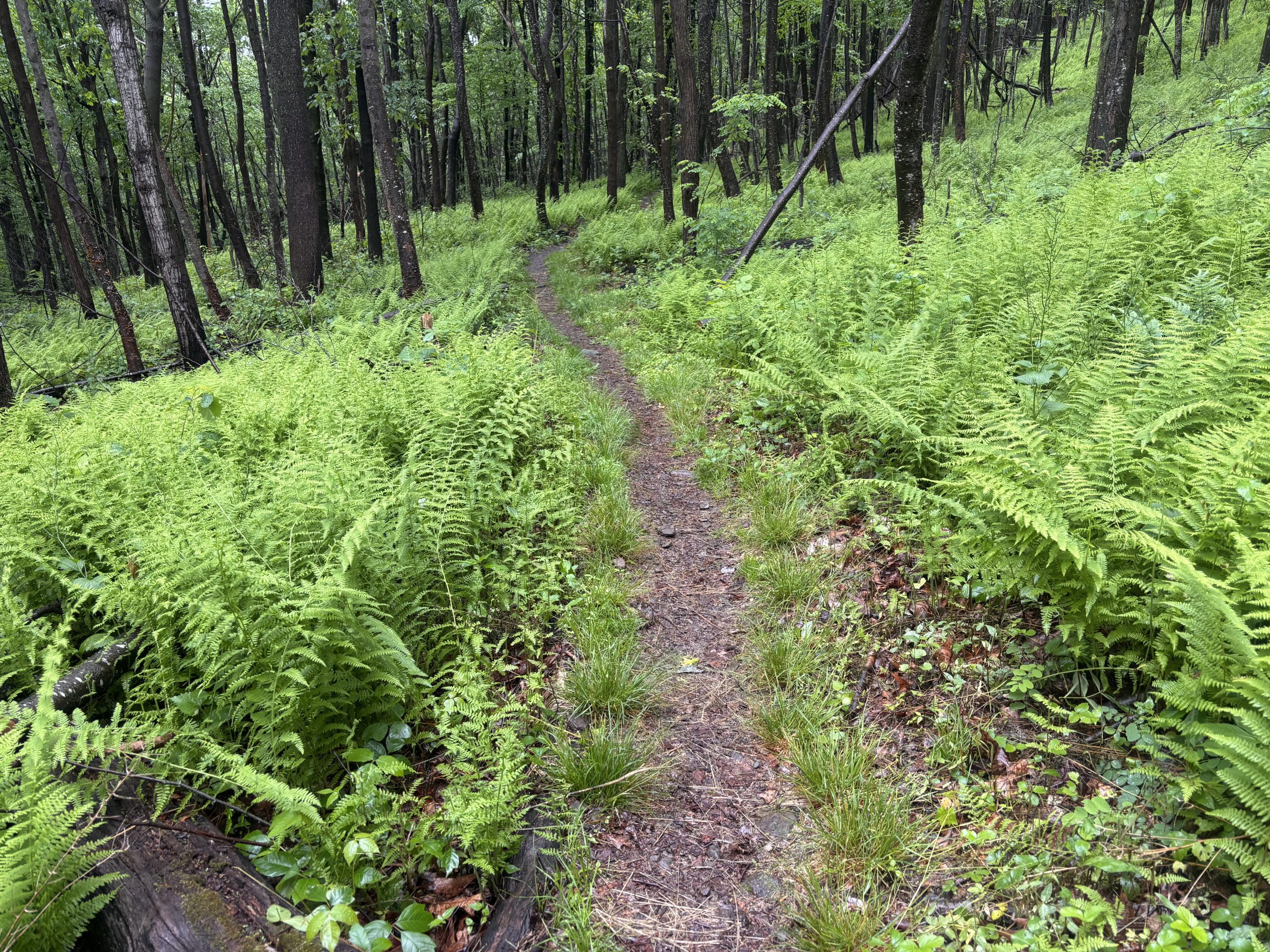 Trail Magic in the Rain - The Trek